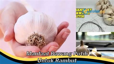 Banyak Yang Belum Tahu Inilah Manfaat Bawang Putih Untuk Rambut Yang Wajib Diketahui