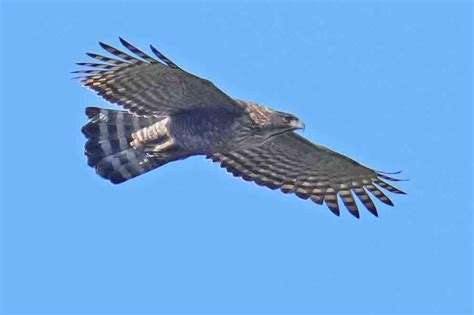 クマタカ akiramas27の野鳥撮影