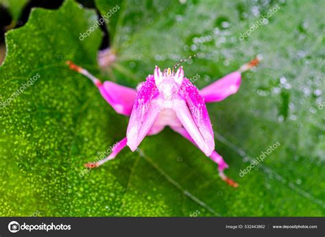 Praying Mantis Flower Camouflage Best Flower Site