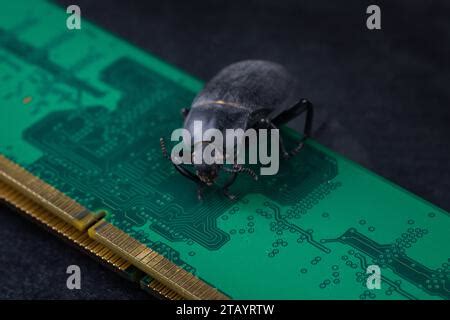 Bug On PC Memory Circuit Board Computer Error Concept Isolated On