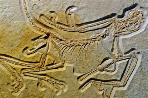 Scientists Discover 11th Archaeopteryx Fossil The Oldest Yet