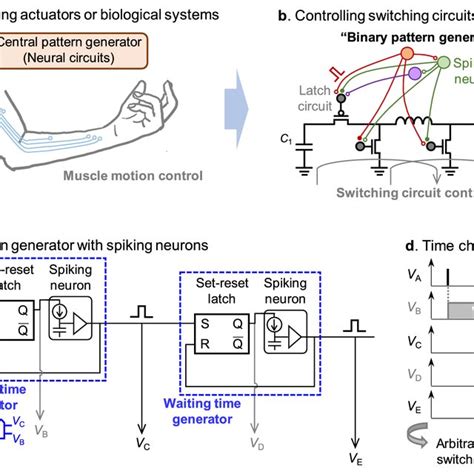 Binary Pattern Generator A A Central Pattern Generator In The Human