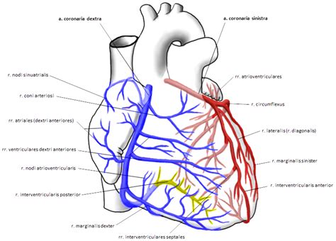Posterior Coronary Arteries Diagram