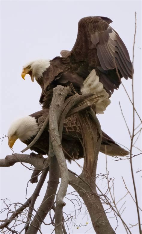 Its Mating Time For Our Eagles Xxx