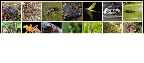 Pepe Tuna Pūriri Moth New Zealand Bug Of The Year