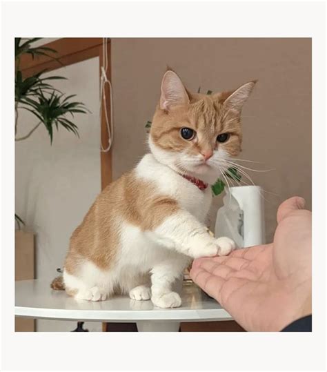 Kaiju🍡 On Twitter Rt Gentleeeeeeecat Paw🐾
