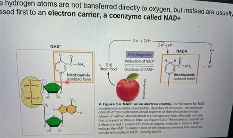 two questions about this graph r biochemistry