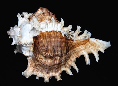 Gallery Of Shells Collection 12