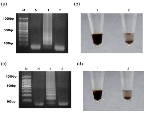 Micromachines Free Full Text β Cyclodextrin Stabilized Silver