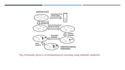 Methods Of Clone Identification Pptx
