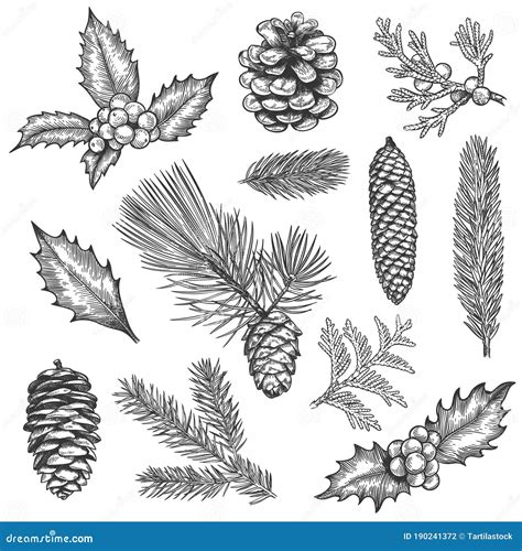 Sketch Xmas Branch Christmas Plants Fir Branches Pine Cones And Holly