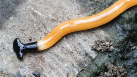 Sightings Of Toxic Hammerhead Flatworms On The Rise In Canada