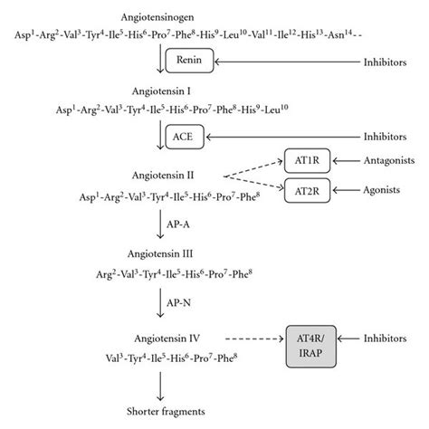 Captopril And Enalapril Inhibitors Of The Angiotensin Converting