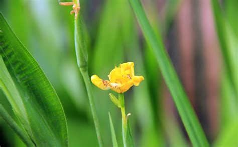 Sibul Spring Beatific