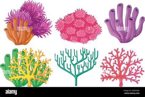 Types Of Corals