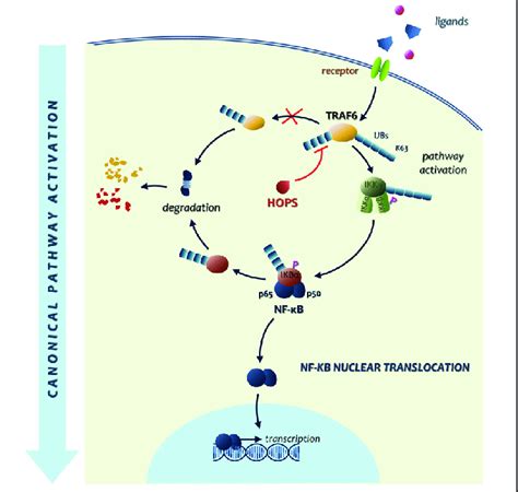 Schematic Representation Of Hops Activity In The Canonical Pathway