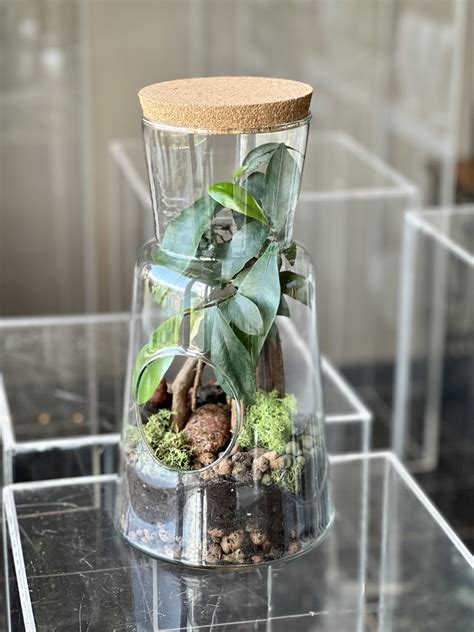 Bonsai Fikusas Terariume Kambarinės Gėlės Dovanos Gėlių Gaublys