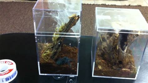 Small Tarantula Arboreal Enclosure Diy Mov Youtube
