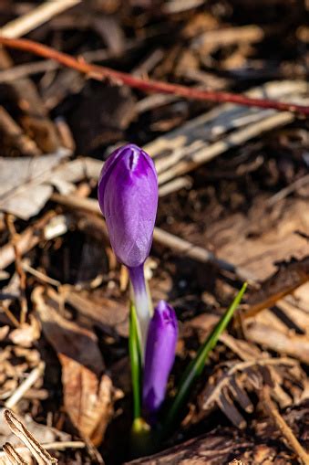 Ormandaki Çiğdem Bitkisi Kapat Stok Fotoğraflar And Arka Planlar‘nin Daha Fazla Resimleri Arka