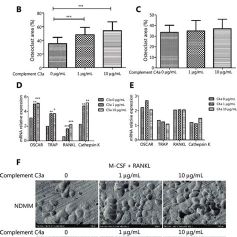 Complement C3a Significantly Promoted The Formation And Function Of Download Scientific Diagram