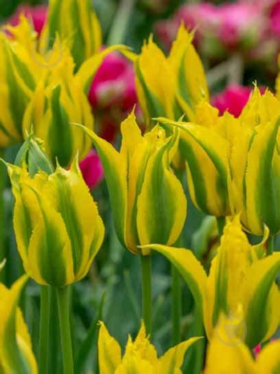 ᐉ Луковица тюльпана лилиецветного Грин Майл 3 шт • Купить в Киеве Украине • Лучшая цена в Эпицентр