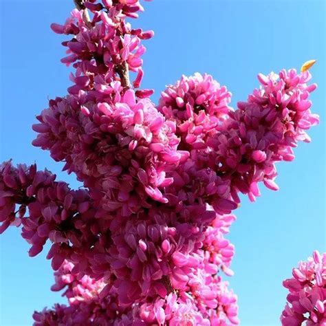 Judášovec čínsky Avondale Tvar Viackmeň 150 175cm Cercis Chinensis