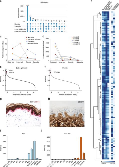 Spatial Proteomic Gradient Of Human Skin A Unique And Overlapping