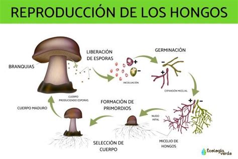 ¿cómo Se Reproducen Los Hongos Descubre En Qué Consiste La Reproducción De Los Hongos Y Los