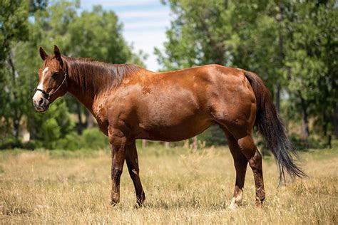 BROODMARES LAZY K BAR RANCH