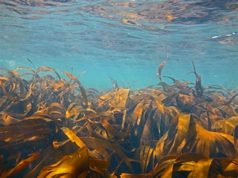 KELP - Norwegian Blue Forests Network