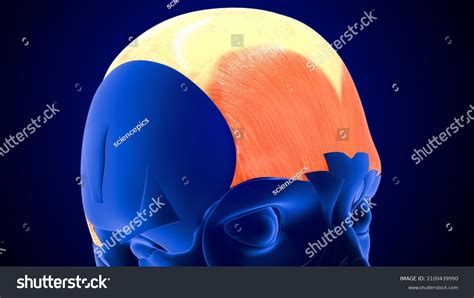 Occipitofrontalis Epicranius Anatomy 3d Illustration Stock Illustration 2100439990 Shutterstock