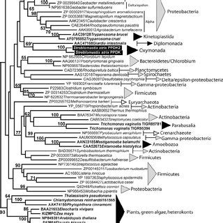 Maximum Likelihood Tree Showing The Relationships Among Bacterial