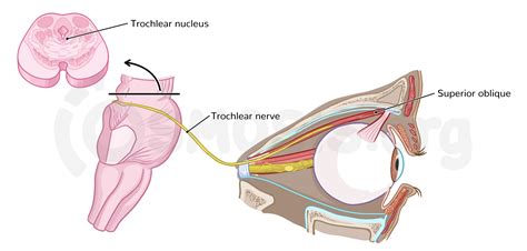 Anatomy Of The Oculomotor Cn Iii Trochlear Cn Iv And Abducens Cn