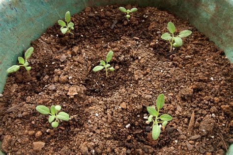 What Does Sage Look Like When It First Sprouts At Christopher Stafford Blog