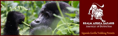 Uganda Gorilla Permit Prices Gorilla Habituation Permit Prices