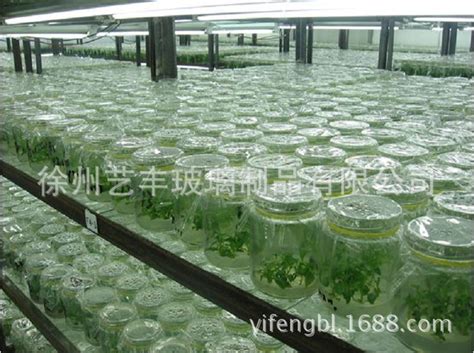 玻璃苗 虾苗 出现 第6页 大山谷图库
