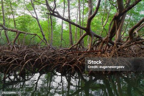 Pemandangan Alam Dengan Pohon Bakau Yang Tumbuh Di Air Laut Asin Foto