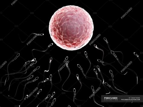 Illustration Of Sperm Fertilizing Human Egg Cell — Research