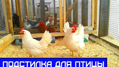 Подстилка для бройлеров и перепелов, мой отзыв - YouTube