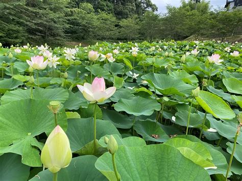 【2024年6月18日最新】三重県の蓮の花の名所を見頃情報とともに紹介します！ 観光三重かんこうみえ 三重県の観光・旅行情報はここ！