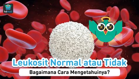 Jumlah Leukosit Normal Atau Tidak Bagaimana Cara Mengetahuinya Hdmall