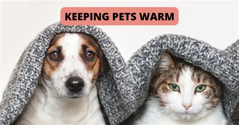 Keeping Pets Warm Shoreline Happy Paws