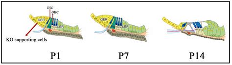 What Are Stroma Cells The Unsung Heroes Of Tissue Food Stamps