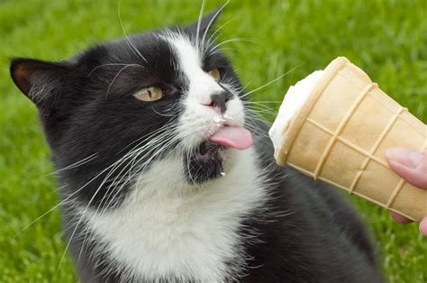 Cats Eating Ice Cream