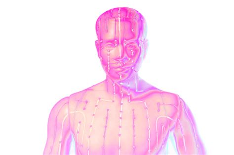 흰색 배경에 고립 된 인간의 의료 침술 모델 건강관리와 의술에 대한 스톡 사진 및 기타 이미지 건강관리와 의술 고대의 귀