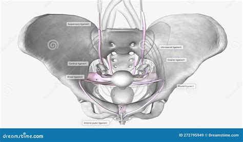Several Groups Of Supporting Ligaments Secure The Female Reproductive