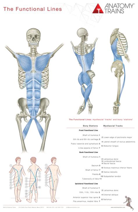 9 Best Anatomy Trains Images On Pinterest Human Anatomy Massage