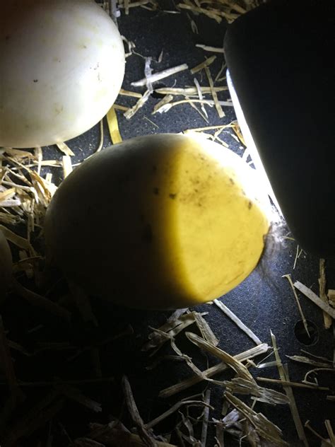 Khaki Campbell Duck Nesting Backyard Chickens Learn How To Raise