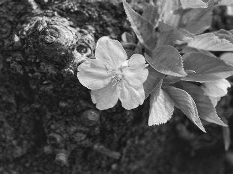 Monochrome Spring Cherry Blossoms Free Photo On Pixabay Pixabay