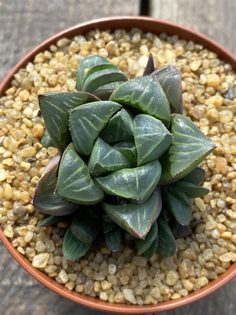 Haworthia mutica קקטוס מאניה